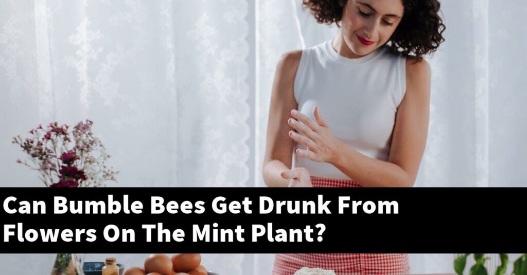 Can Bumble Bees Get Drunk From Flowers On The Mint Plant? - Outdoor ...