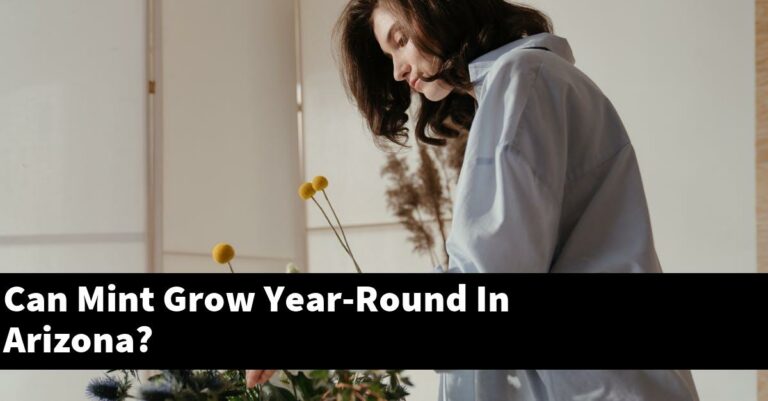 Can Mint Grow Year-Round In Arizona? - Outdoor Herb Garden