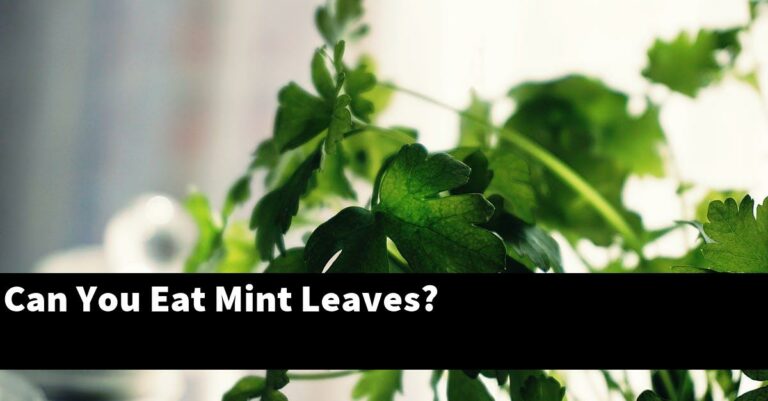 Can You Eat Mint Leaves? - Outdoor Herb Garden
