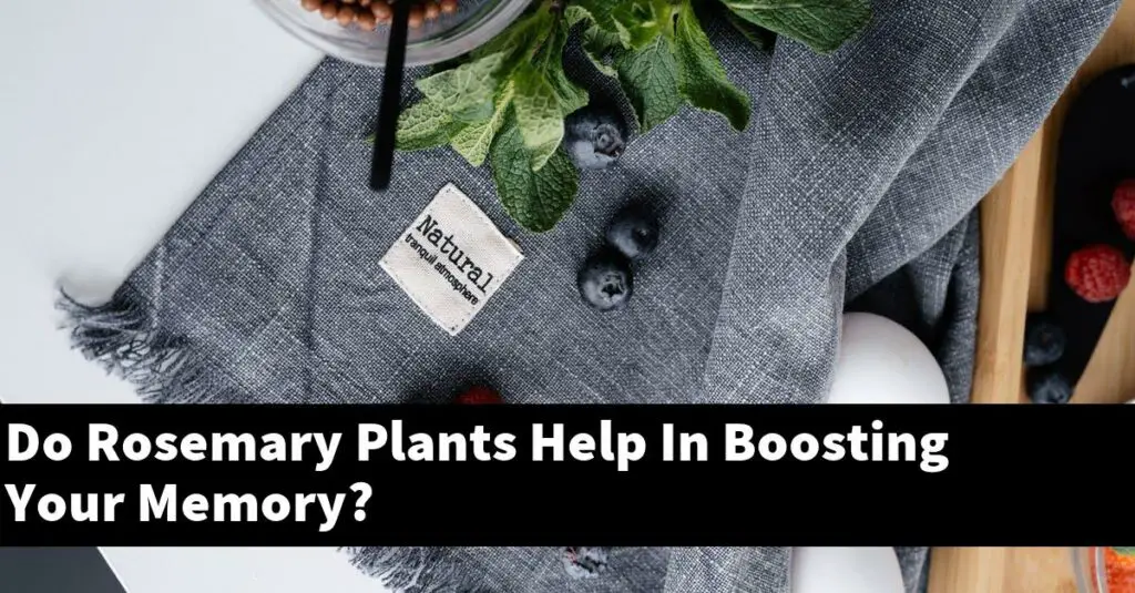 Do Rosemary Plants Help In Boosting Your Memory? - Outdoor Herb Garden
