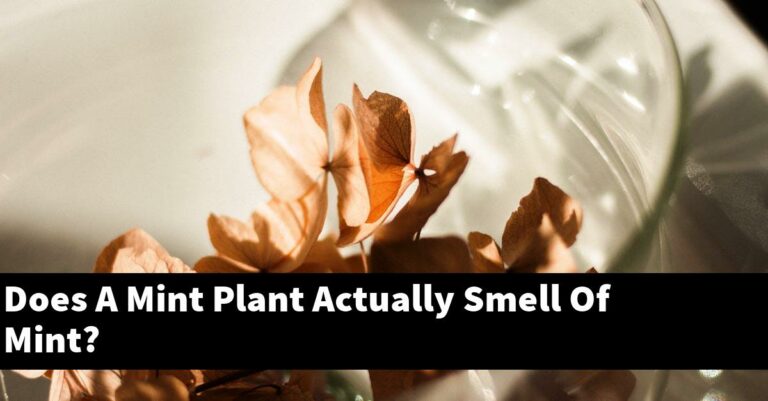 Does A Mint Plant Actually Smell Of Mint? - Outdoor Herb Garden