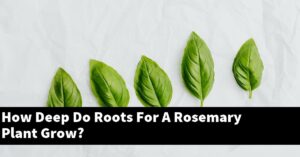 How Deep Do Roots For A Rosemary Plant Grow? - Outdoor Herb Garden