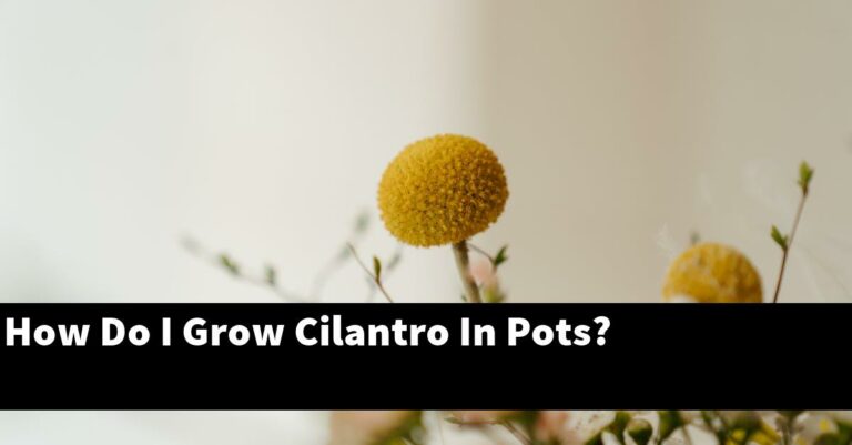 How Do I Grow Cilantro In Pots? - Outdoor Herb Garden