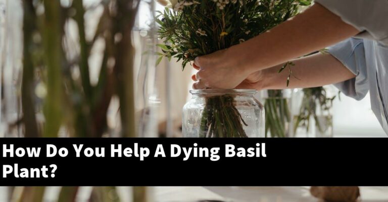 How Do You Help A Dying Basil Plant? - Outdoor Herb Garden