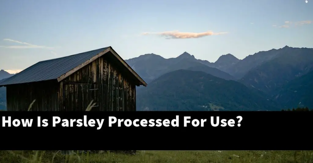 How Is Parsley Processed For Use? - Outdoor Herb Garden