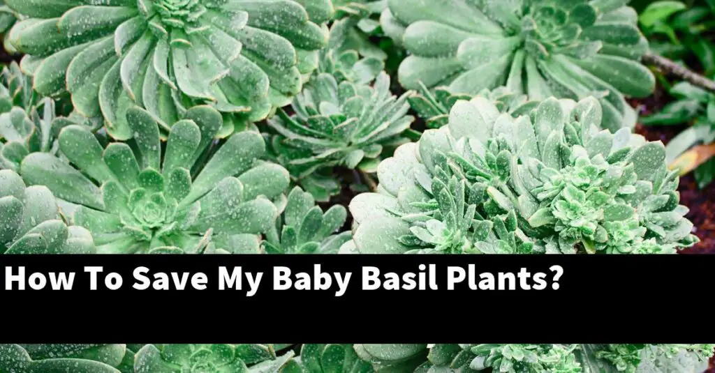 How To Save My Baby Basil Plants? - Outdoor Herb Garden