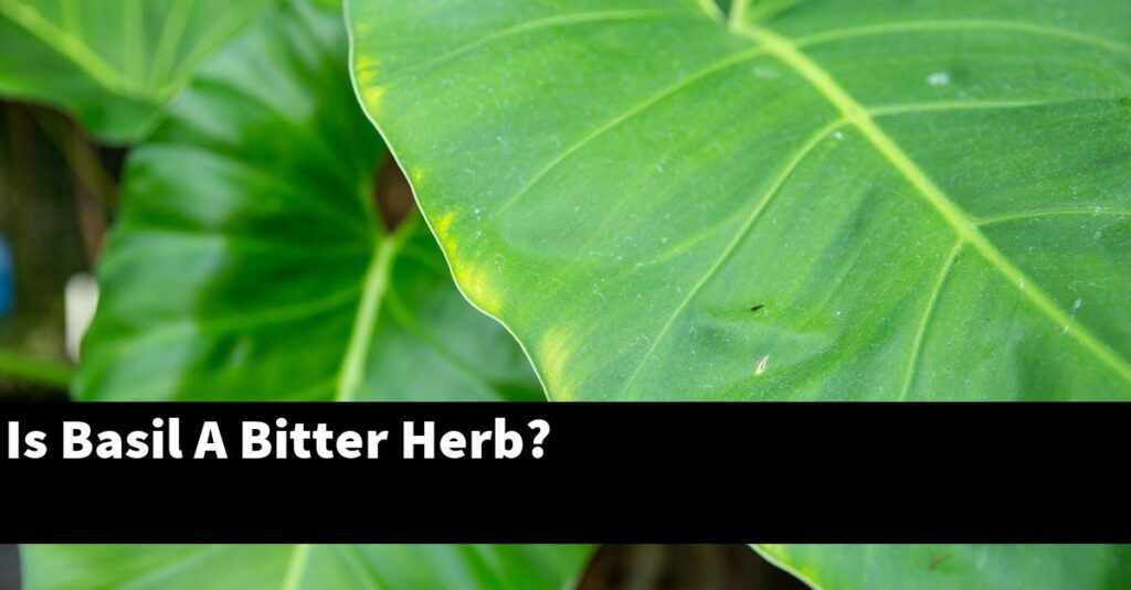 Is Basil A Bitter Herb? - Outdoor Herb Garden