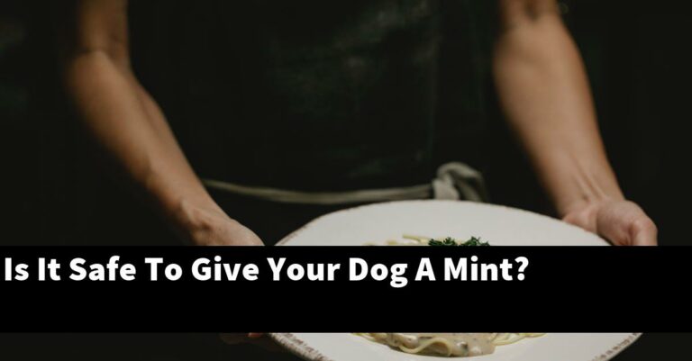 Is It Safe To Give Your Dog A Mint? - Outdoor Herb Garden