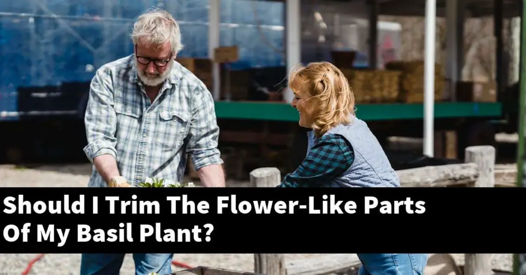 Should I Trim The Flower-Like Parts Of My Basil Plant? - Outdoor Herb ...