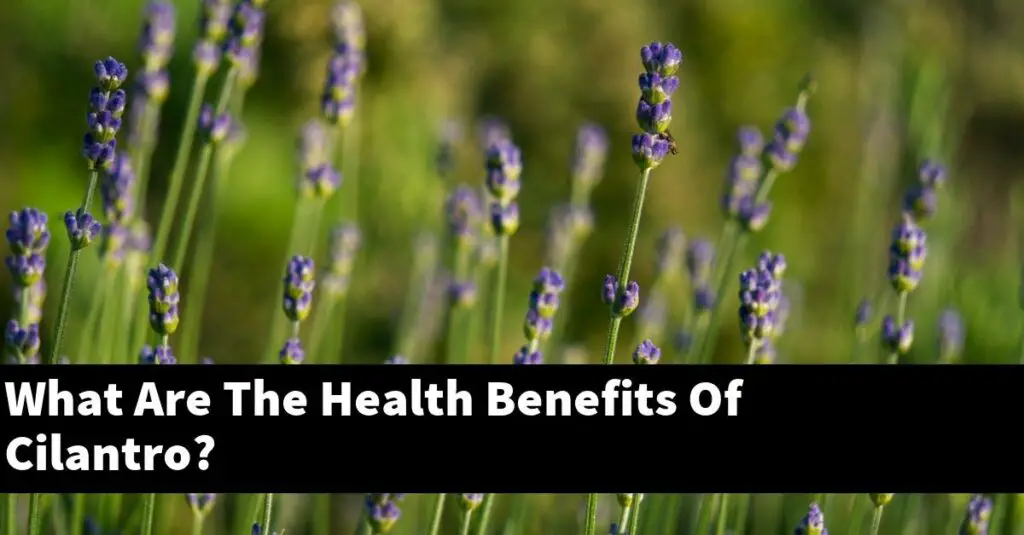 What Are The Health Benefits Of Cilantro? - Outdoor Herb Garden