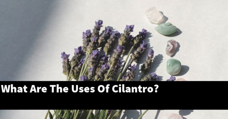 What Are The Uses Of Cilantro? - Outdoor Herb Garden