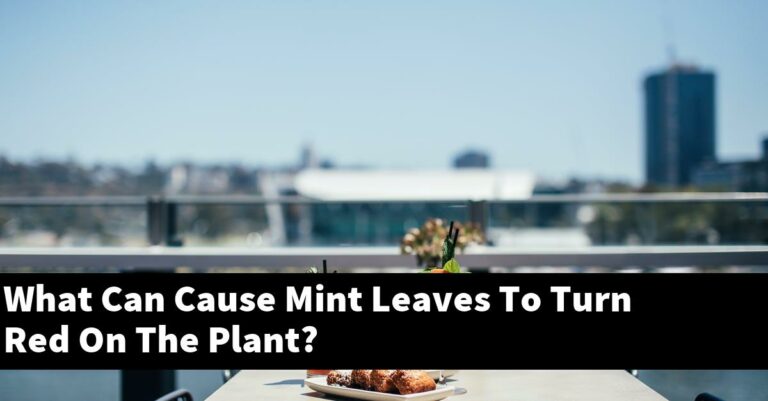 What Can Cause Mint Leaves To Turn Red On The Plant? - Outdoor Herb Garden