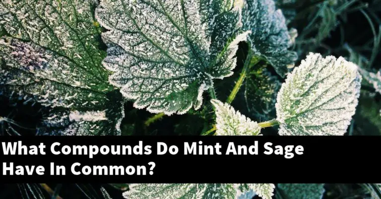 What Compounds Do Mint And Sage Have In Common? - Outdoor Herb Garden