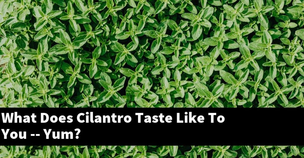 What Does Cilantro Taste Like To You - Yum? - Outdoor Herb Garden