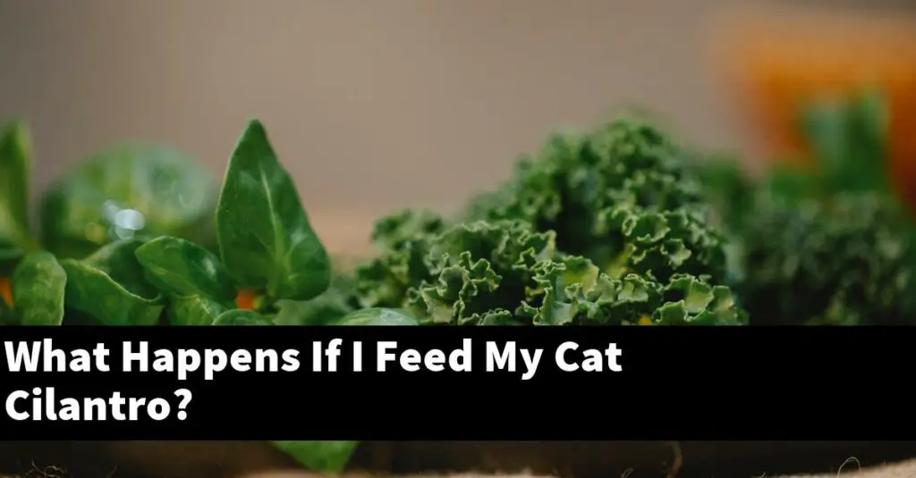 What Happens If I Feed My Cat Cilantro? - Outdoor Herb Garden