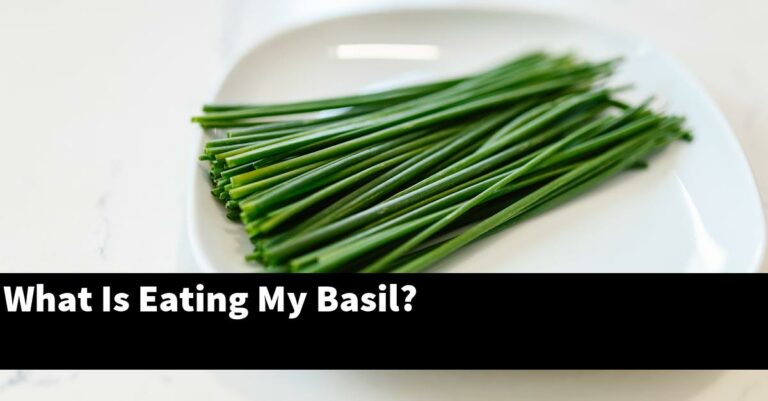 What Is Eating My Basil? - Outdoor Herb Garden