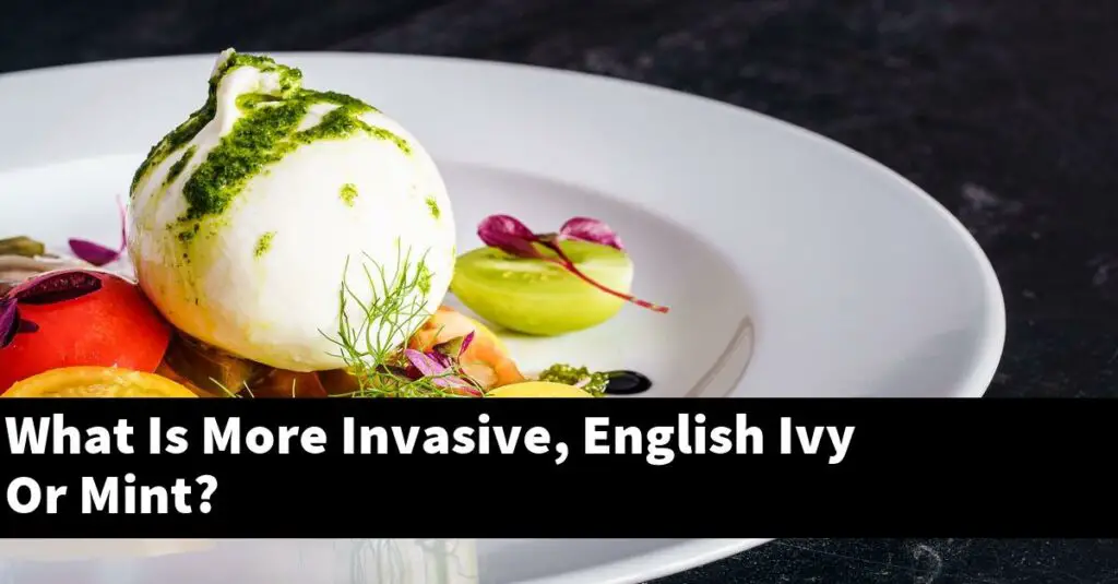 What Is More Invasive, English Ivy Or Mint? - Outdoor Herb Garden