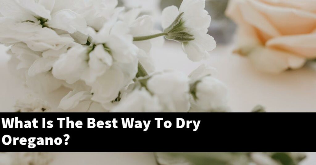 What Is The Best Way To Dry Oregano? - Outdoor Herb Garden