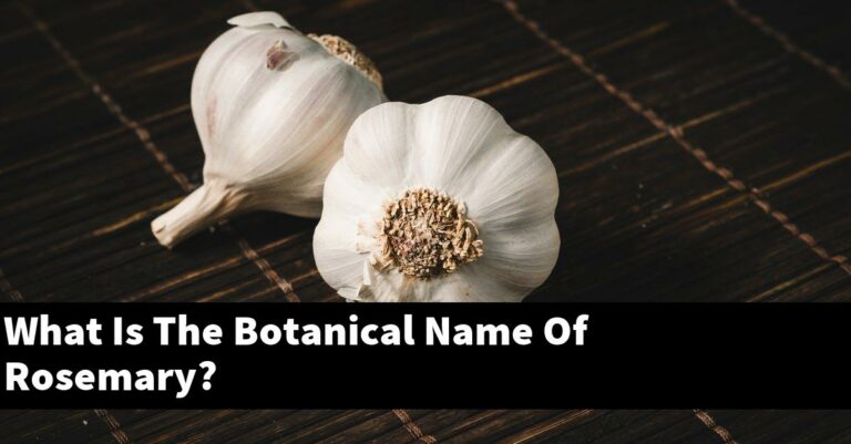 What Is The Botanical Name Of Rosemary? - Outdoor Herb Garden