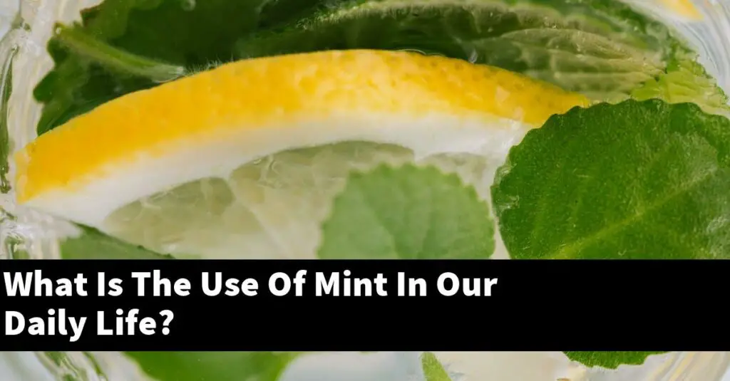 What Is The Use Of Mint In Our Daily Life? - Outdoor Herb Garden