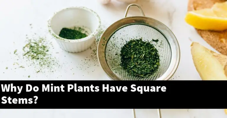 Why Do Mint Plants Have Square Stems? - Outdoor Herb Garden