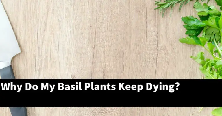 Why Do My Basil Plants Keep Dying? - Outdoor Herb Garden