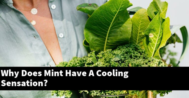 Why Does Mint Have A Cooling Sensation? - Outdoor Herb Garden