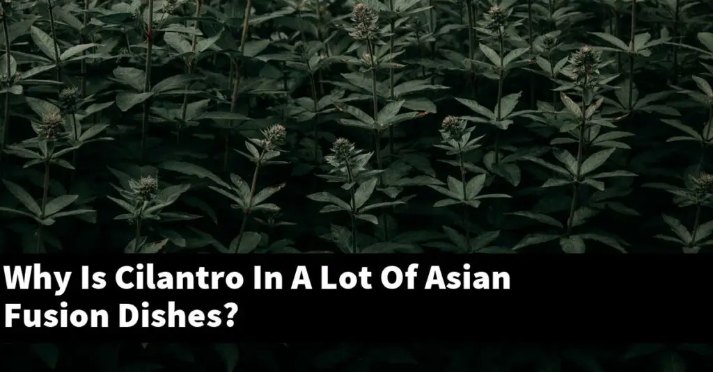 Why Is Cilantro In A Lot Of Asian Fusion Dishes? - Outdoor Herb Garden